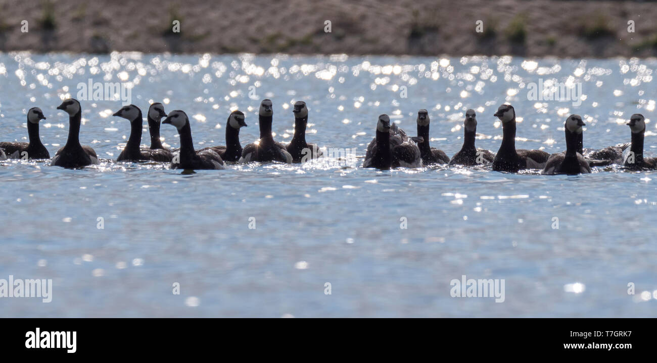 Barnacle Goose (Branta leucopsis) group swimming in water in the ...