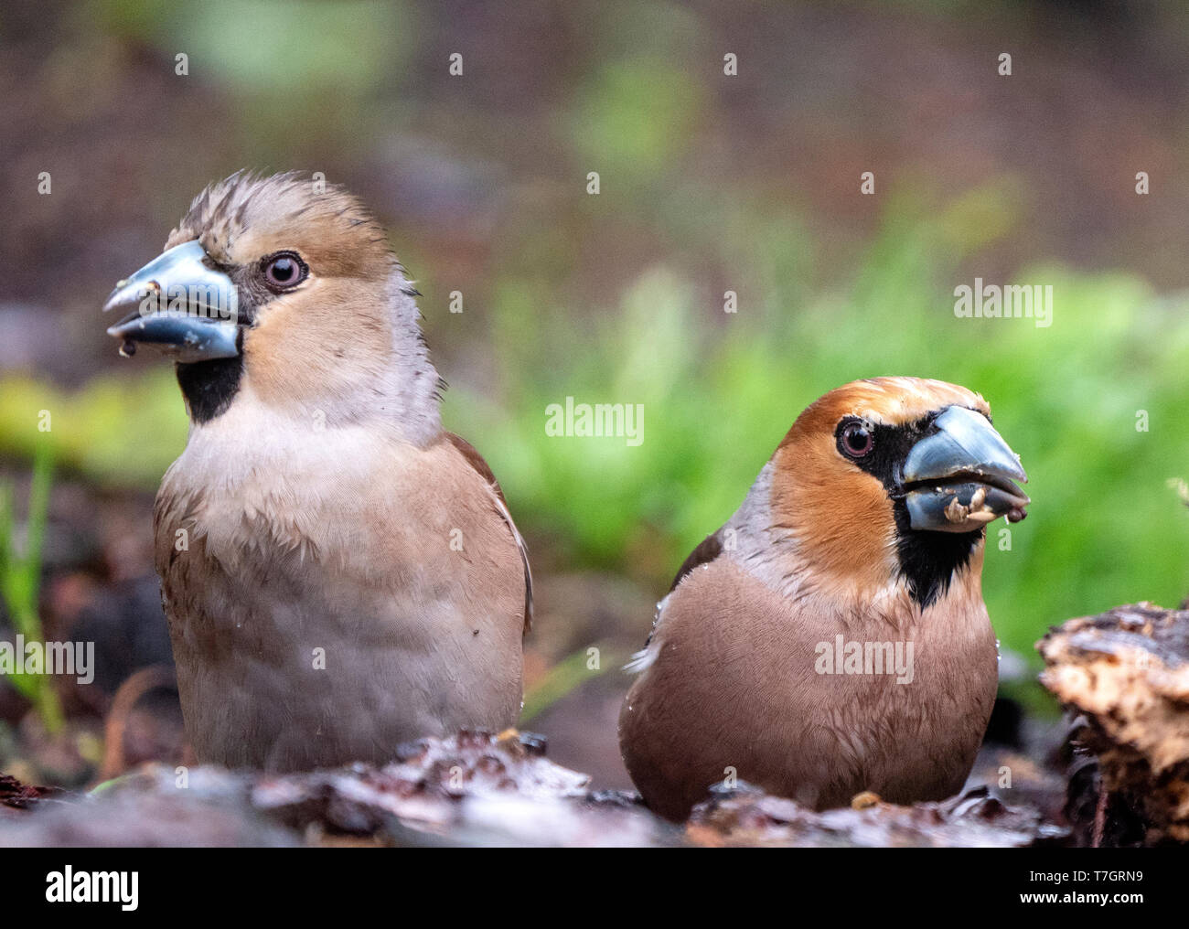 Hawfinch coccothraustes coccothraustes juvenile bird hi-res stock ...