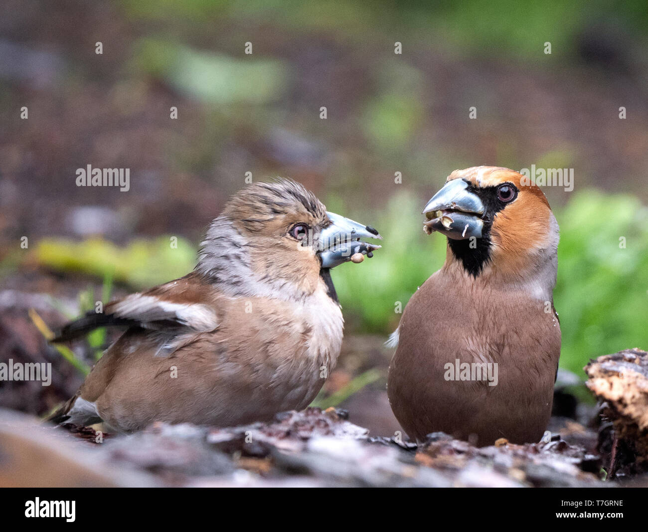 Young hawfinch hi-res stock photography and images - Alamy