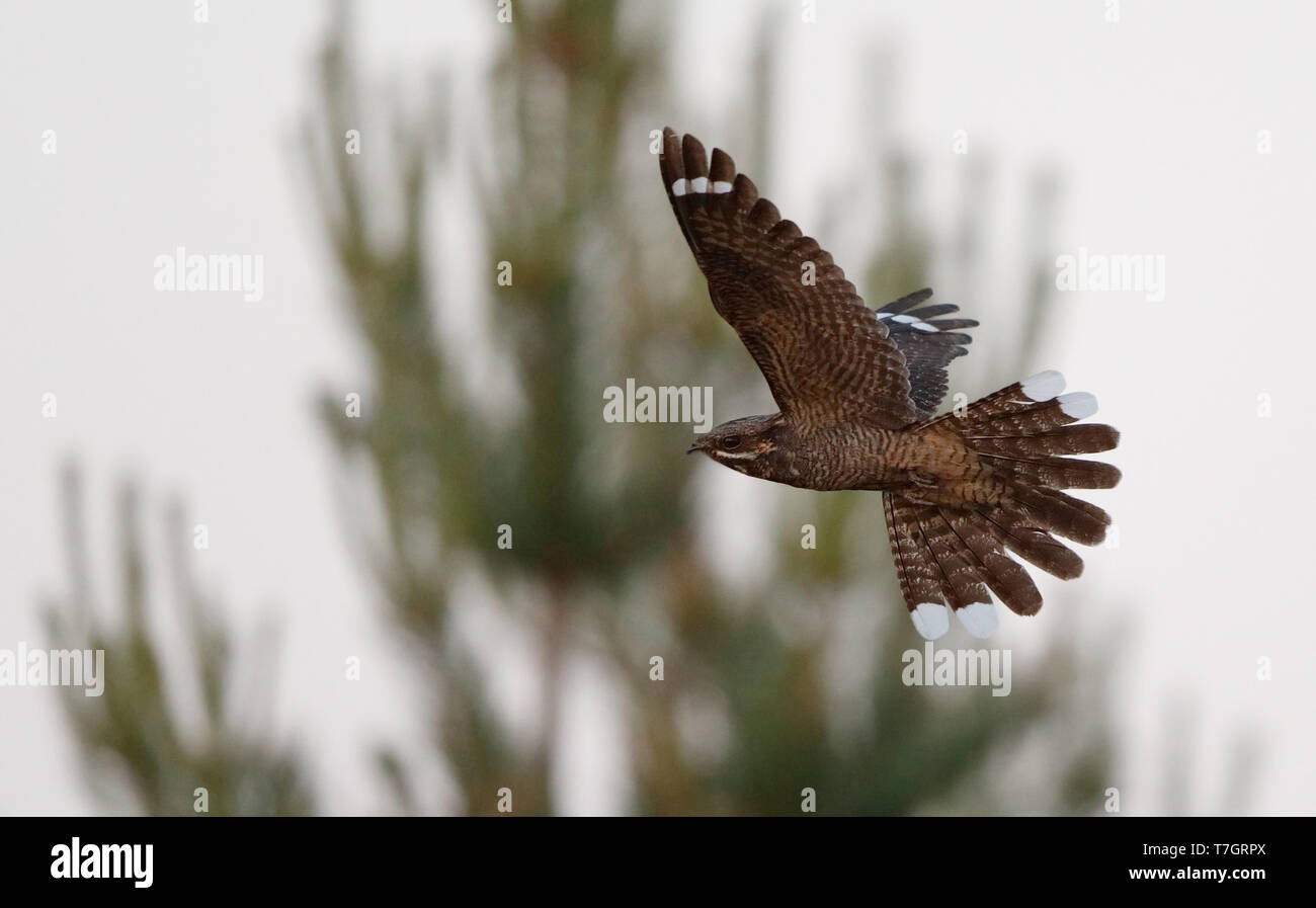 European Nightjar (Caprimulgus europaeus) in flight at Melby Overdrev ...