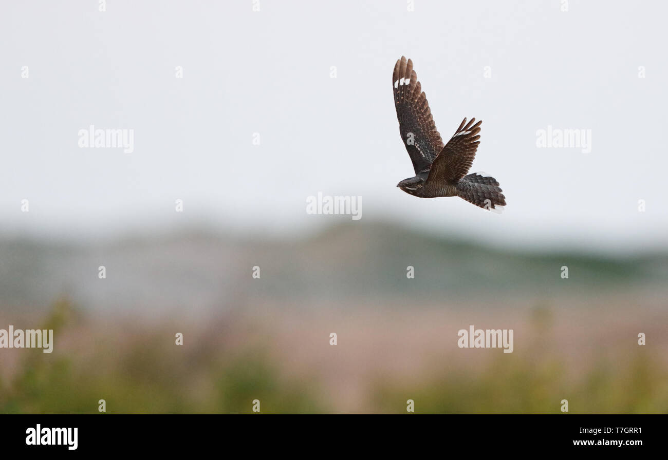 Male European Nightjar (Caprimulgus europaeus) in flight at Melby ...