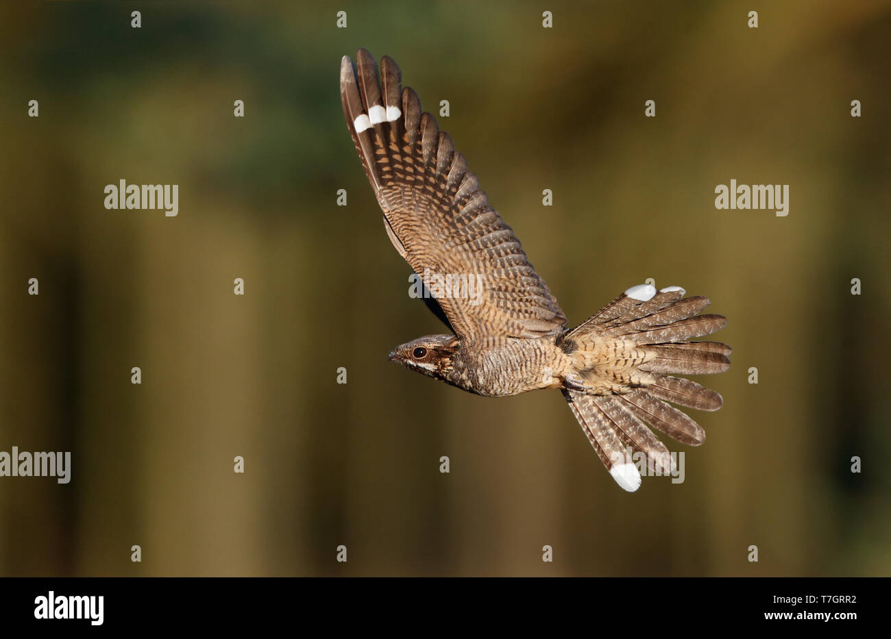 Male European Nightjar (Caprimulgus europaeus) in flight at ...