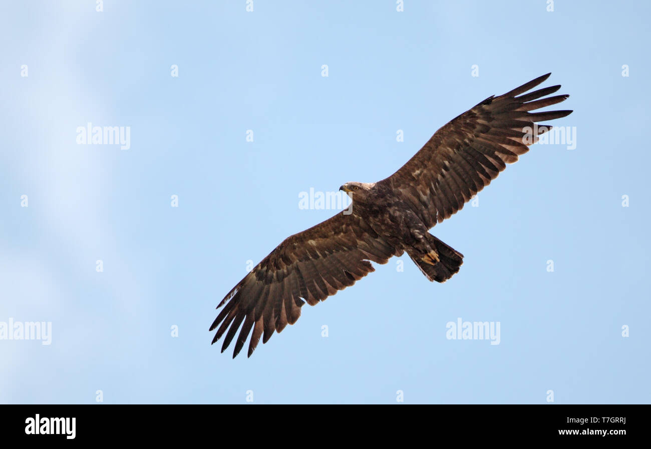 Lesser Spotted Eagle In Flight