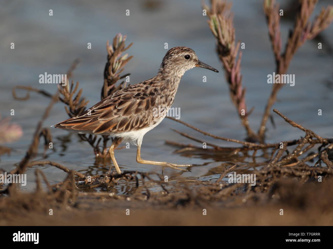 Khok kham hi-res stock photography and images - Alamy