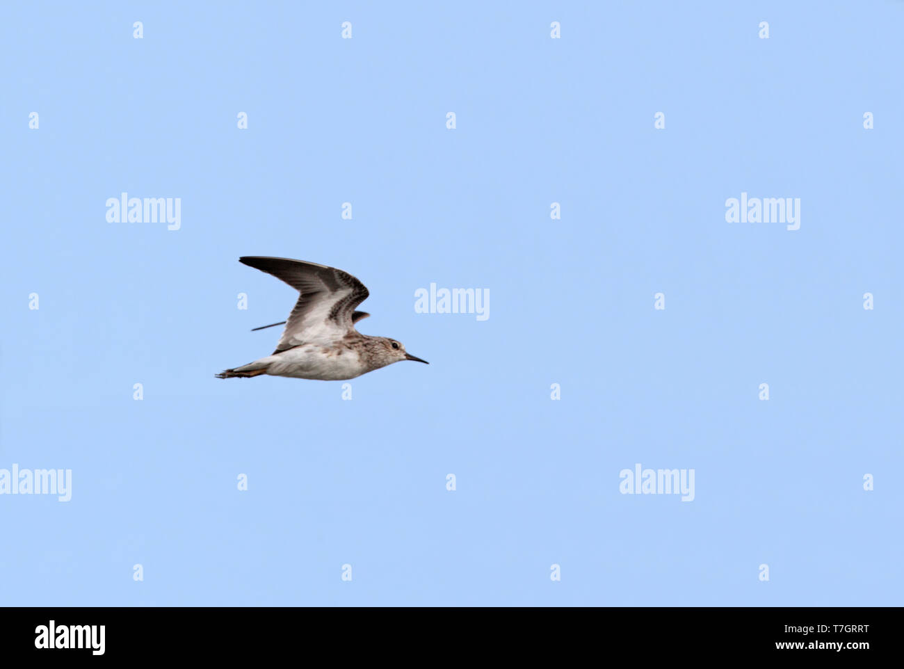 Khok kham hi-res stock photography and images - Alamy