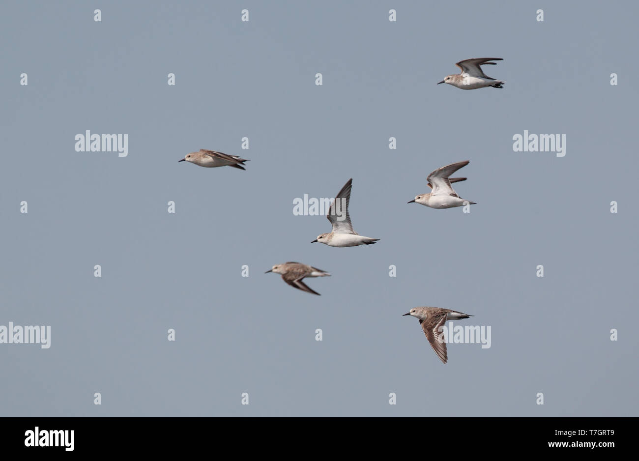 Red necked stints hi-res stock photography and images - Alamy