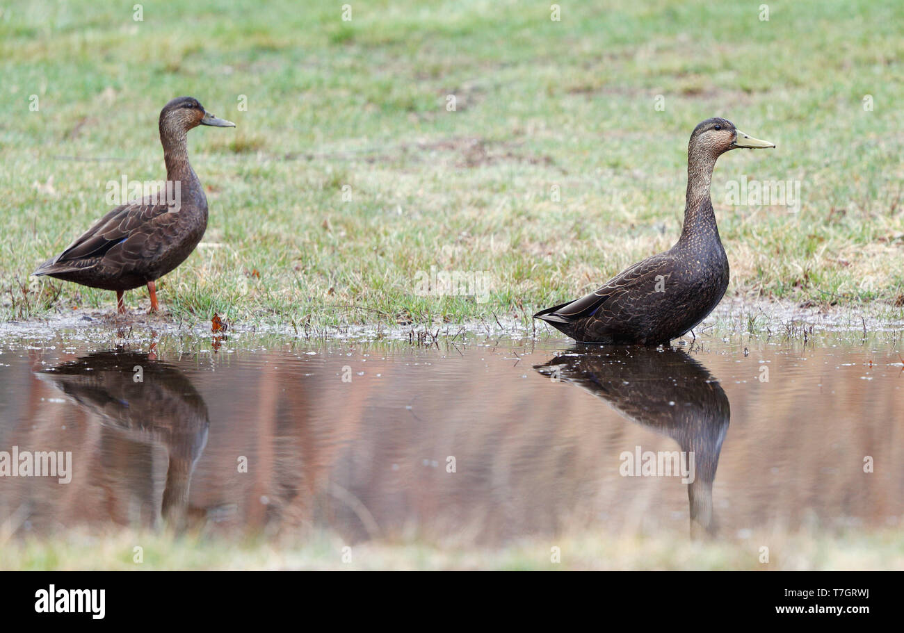 Genus anas hi-res stock photography and images - Alamy