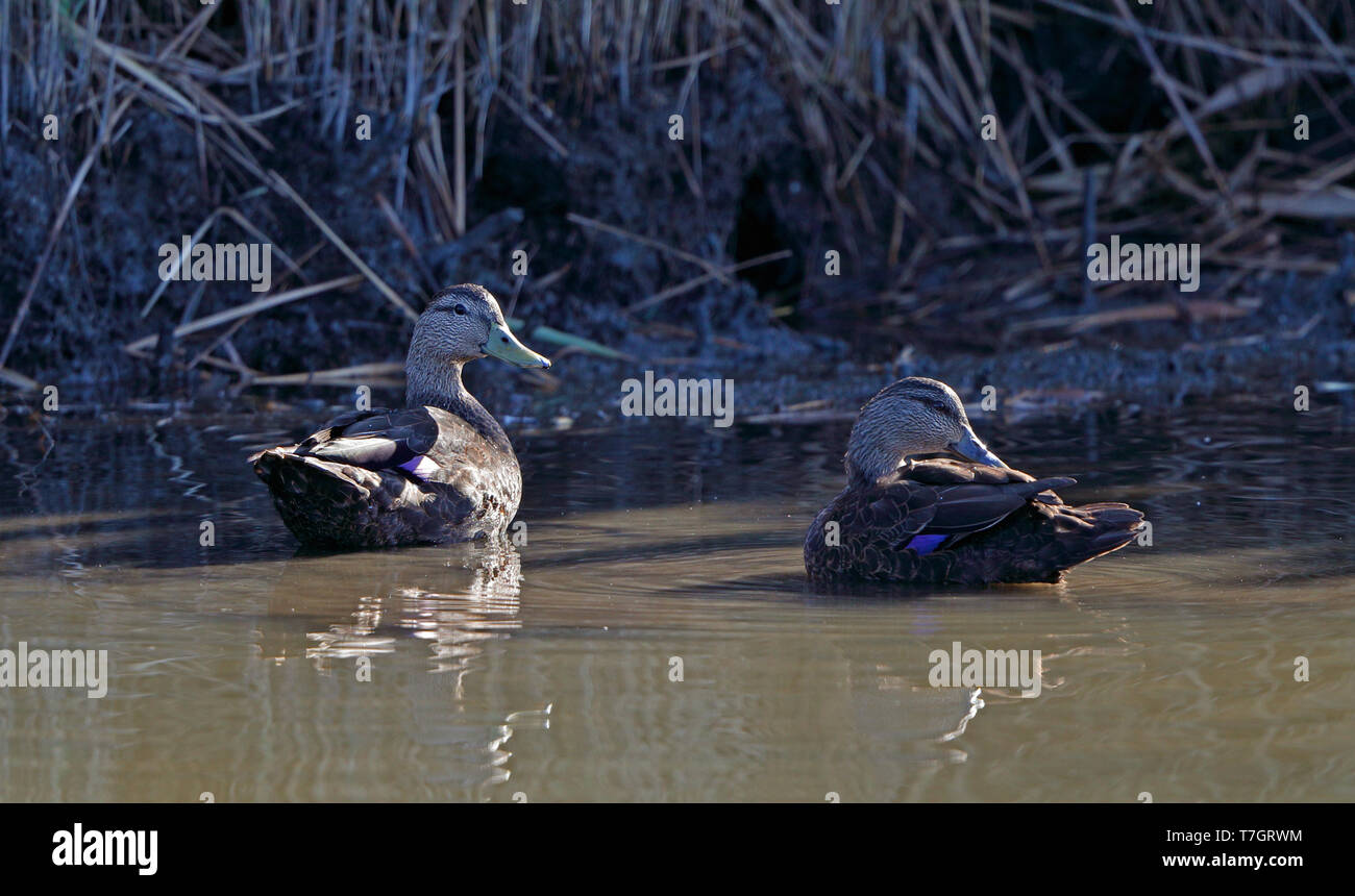 Hackensack hi-res stock photography and images - Alamy