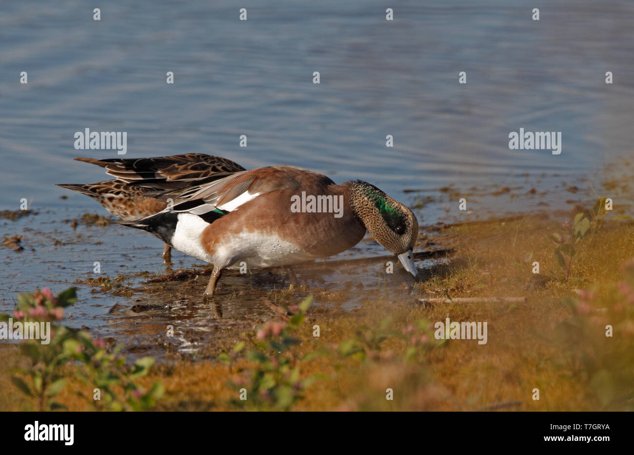 Genus anas hi-res stock photography and images - Alamy