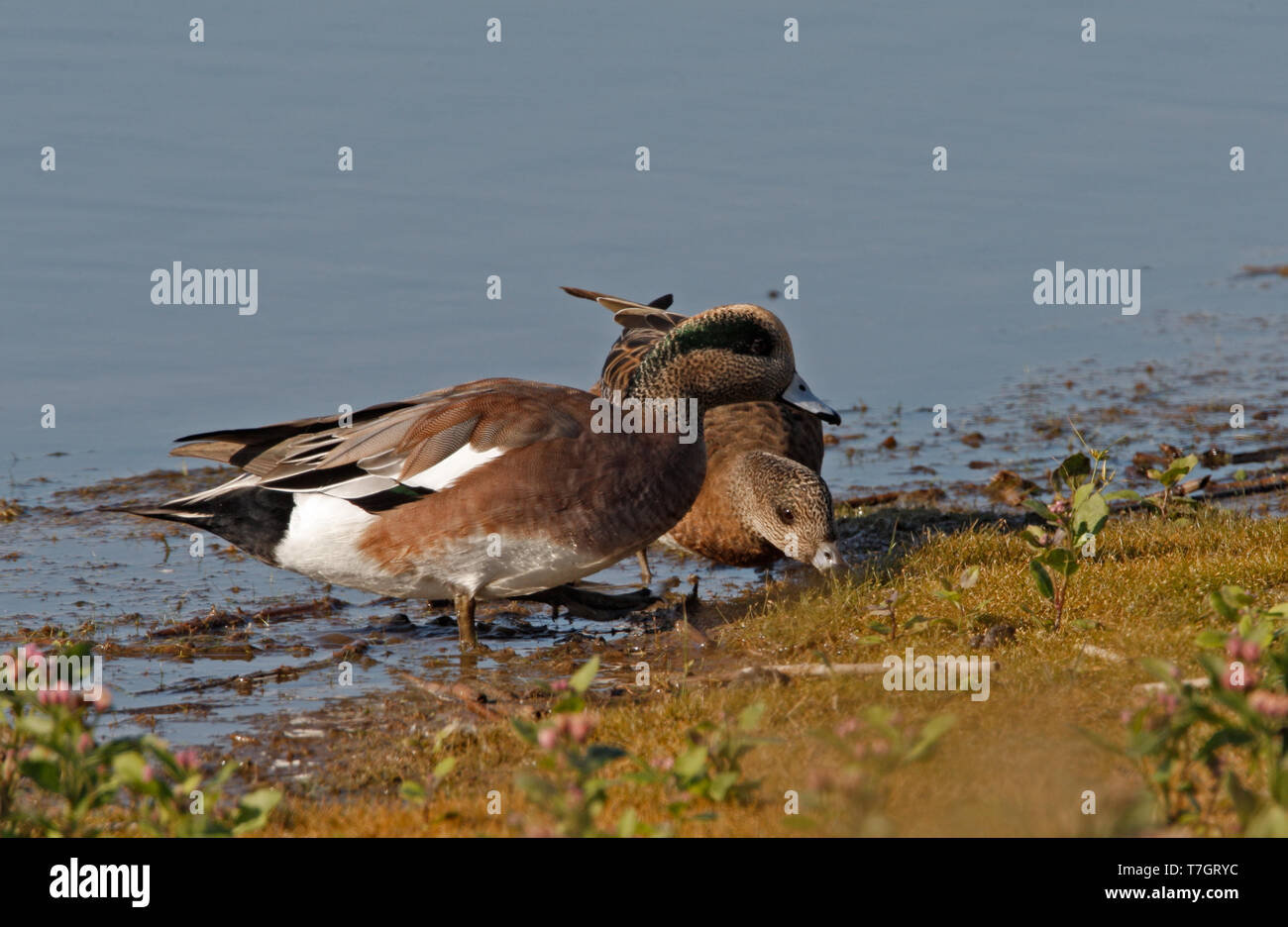 Genus anas hi-res stock photography and images - Alamy