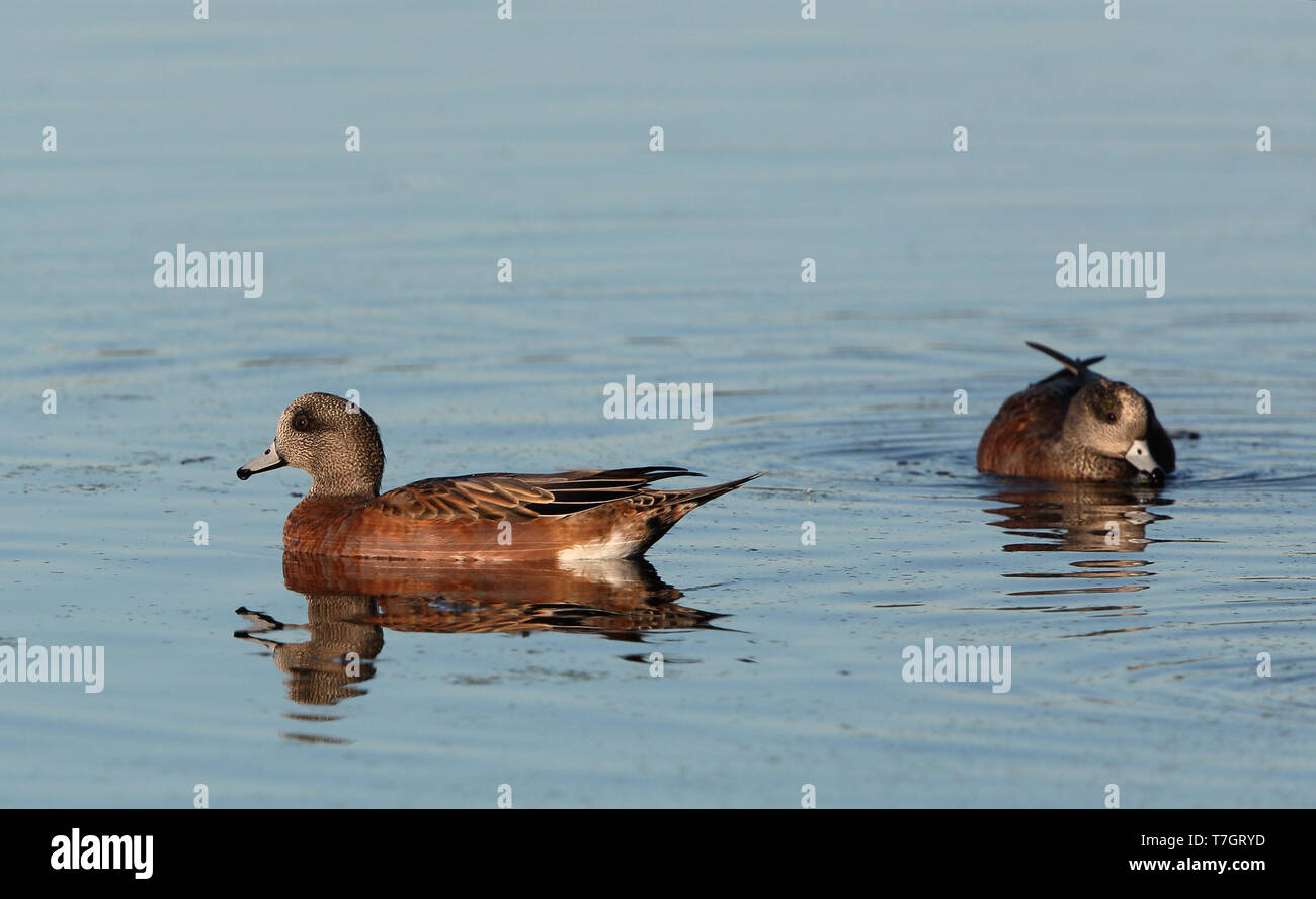 Genus anas hi-res stock photography and images - Alamy