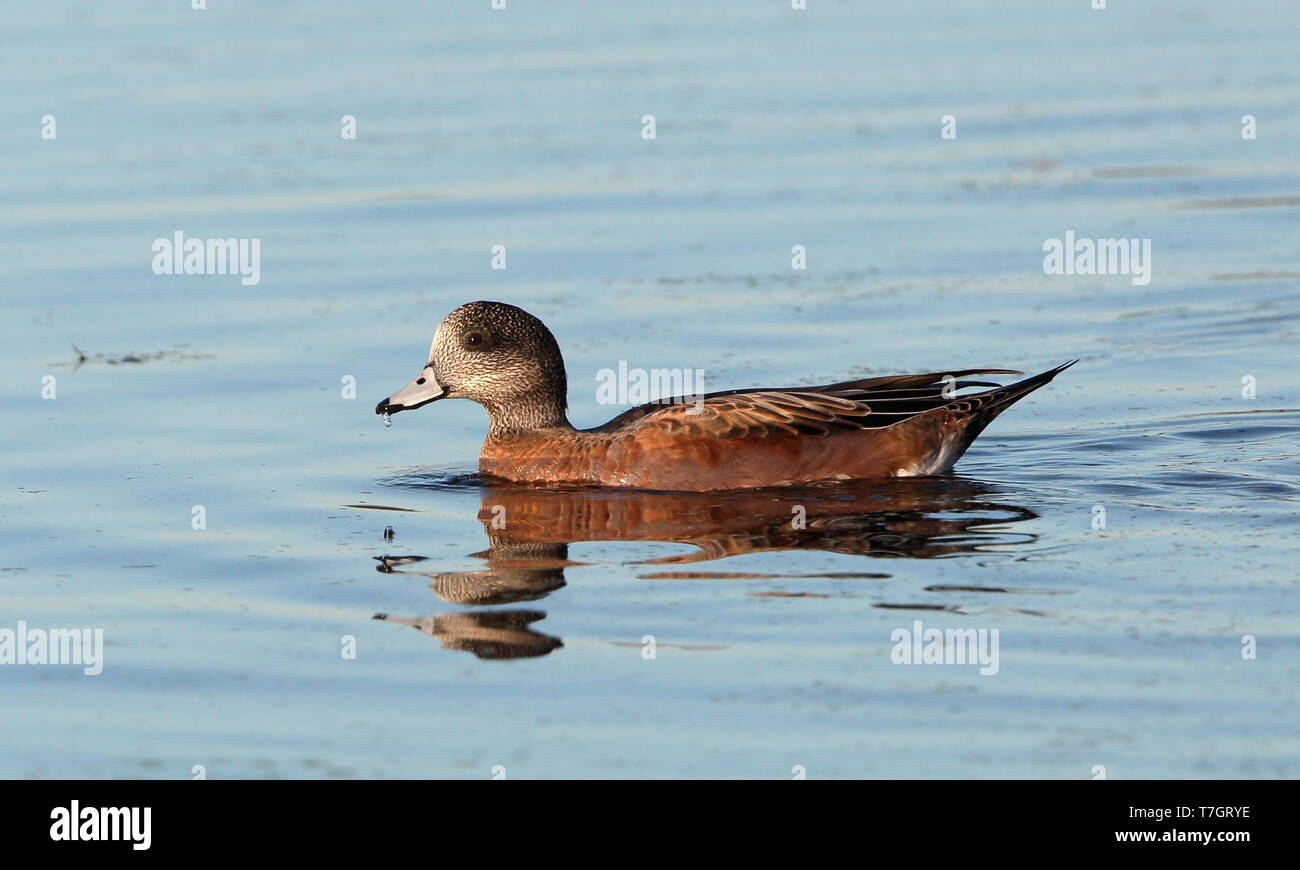 Genus anas hi-res stock photography and images - Alamy