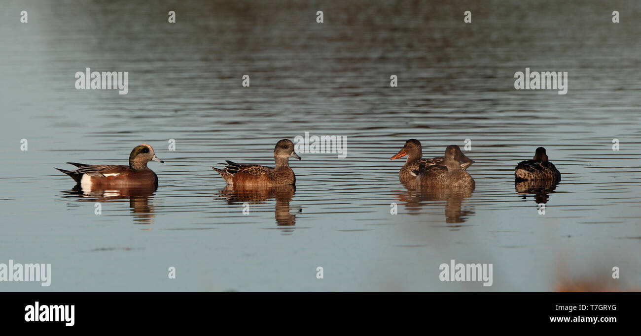 Genus anas hi-res stock photography and images - Alamy