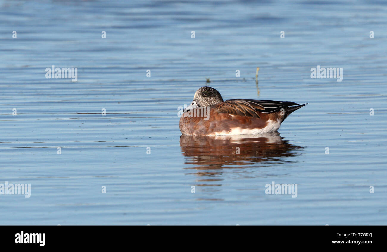 Genus anas hi-res stock photography and images - Alamy