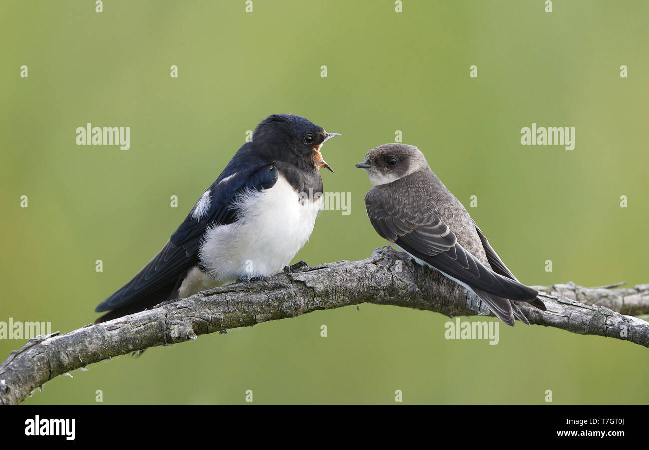 Barn Swallow Hirundo Rustica Juvenile High Resolution Stock Photography ...