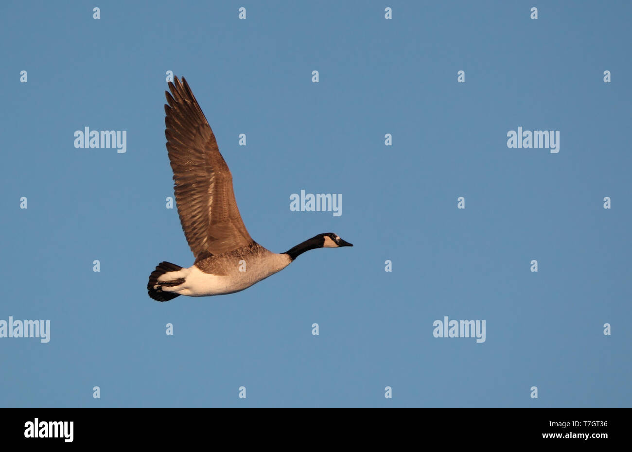 Canada Goose, Branta canadensis canadensis, presumed 1stW at ...
