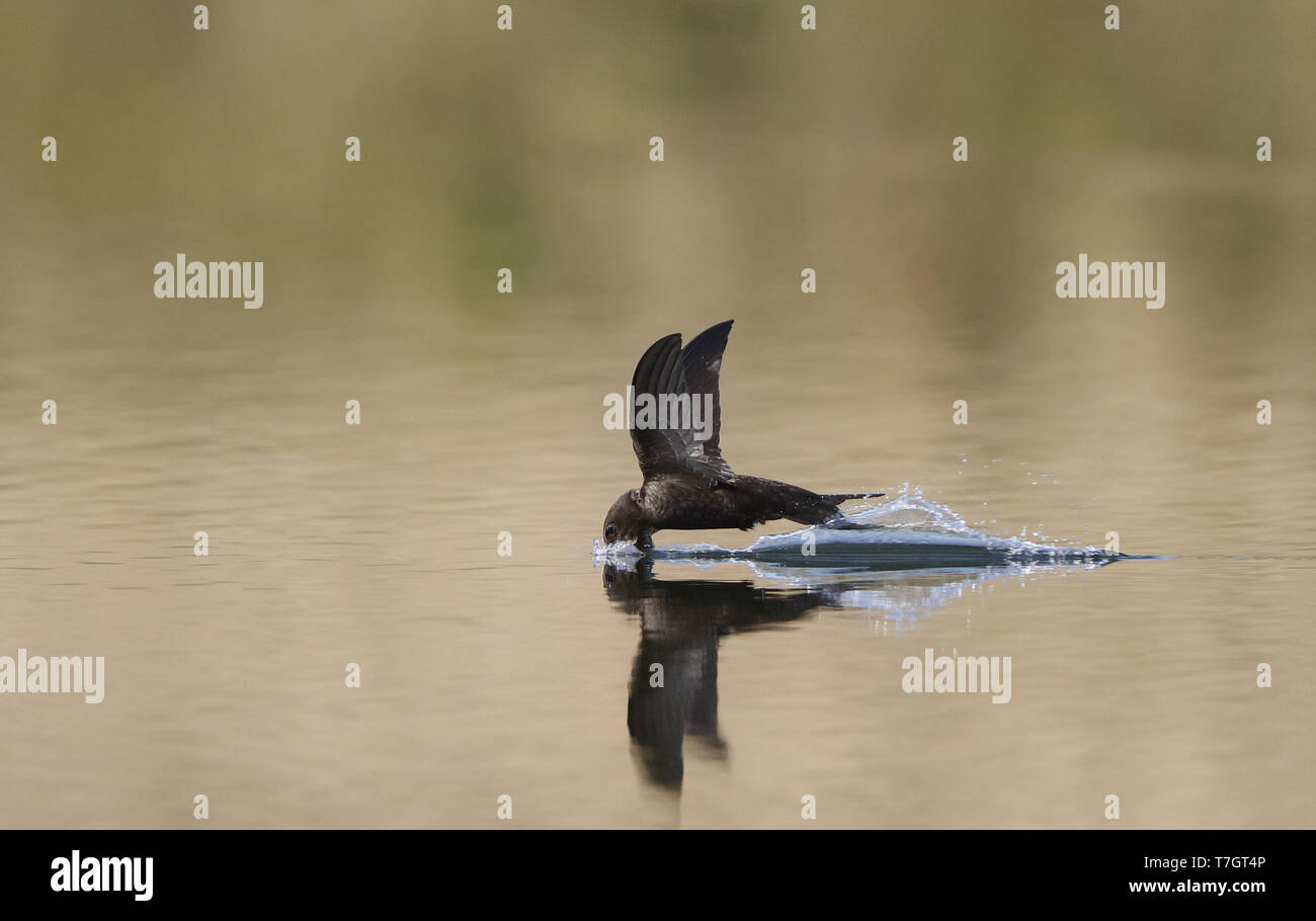 Common Swift, Apus apus, drinking water in forest lake, at Holte ...