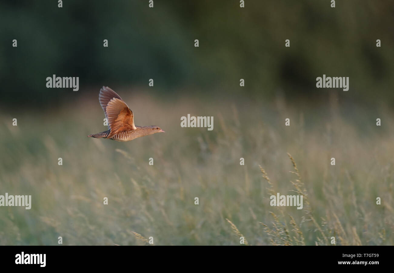 Strodam hi-res stock photography and images - Alamy