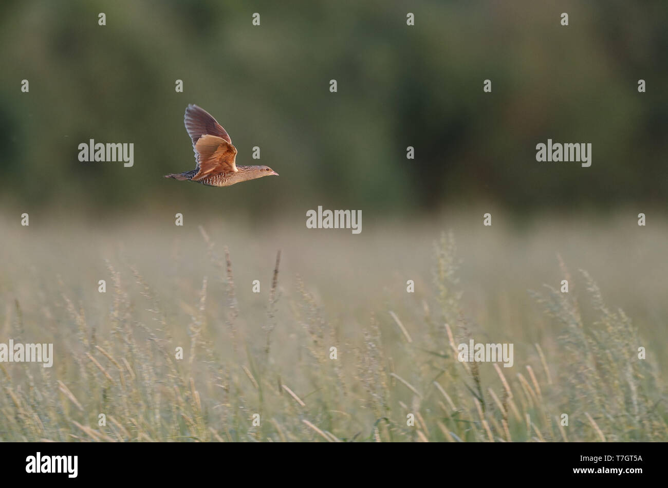 Corn Crake, Crex crex, adult flying at Strødam, Denmark Stock Photo - Alamy