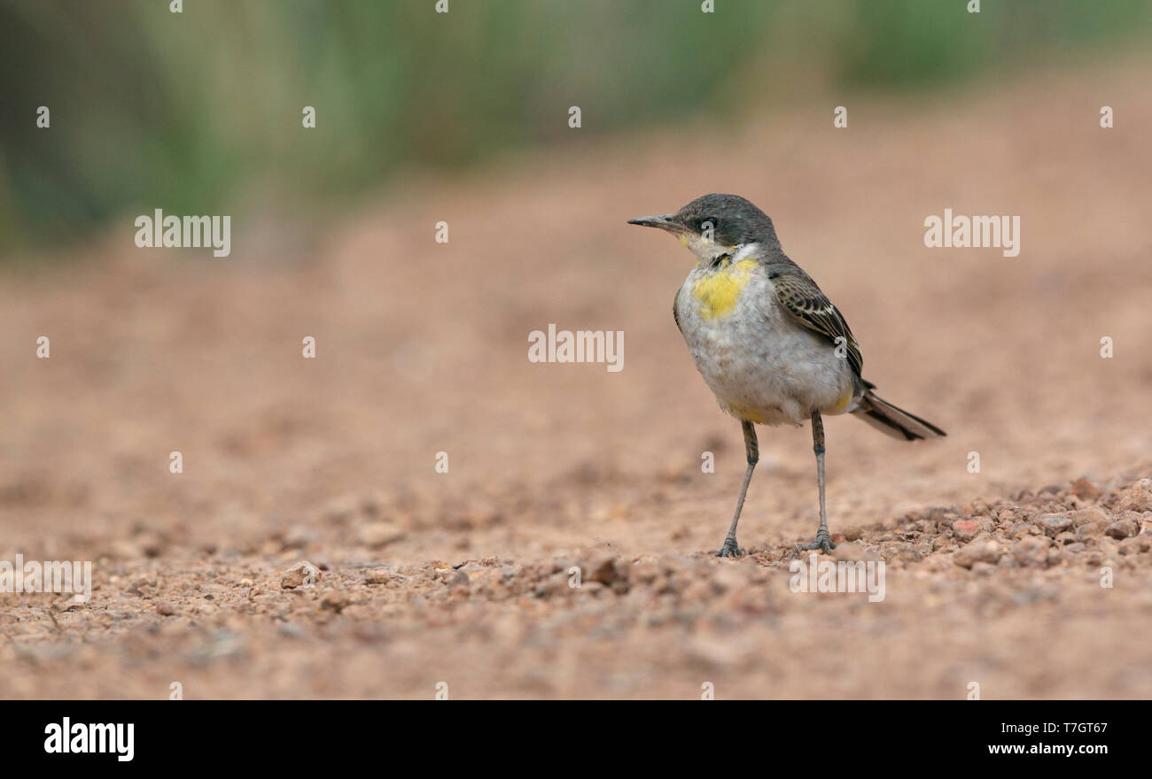 Eastern yellow wagtail hi-res stock photography and images - Alamy