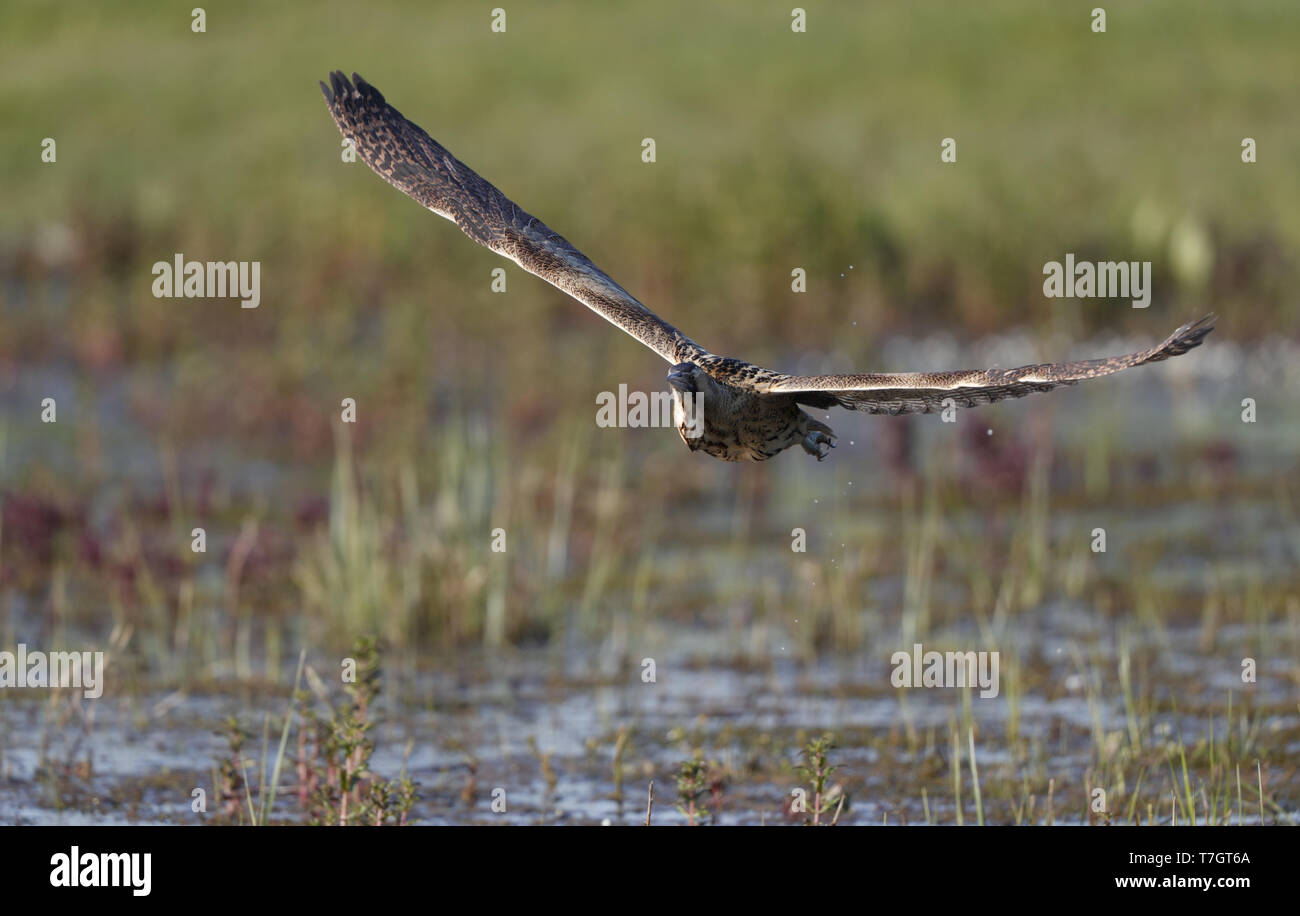 Eurasian bittern botaurus stellaris in hi-res stock photography and ...