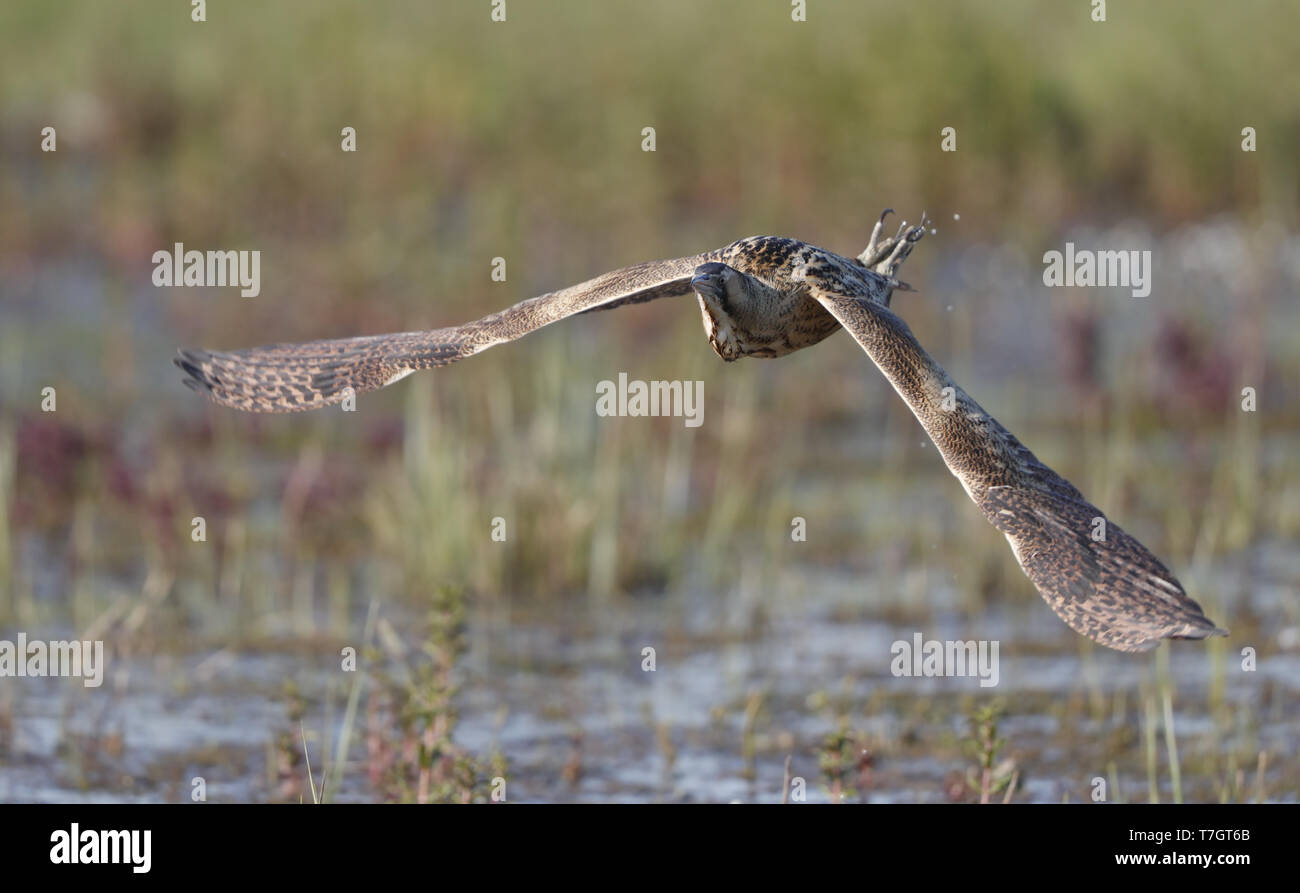 Eurasian Bittern, Botaurus stellaris, in flight at Langeland, Denmark ...