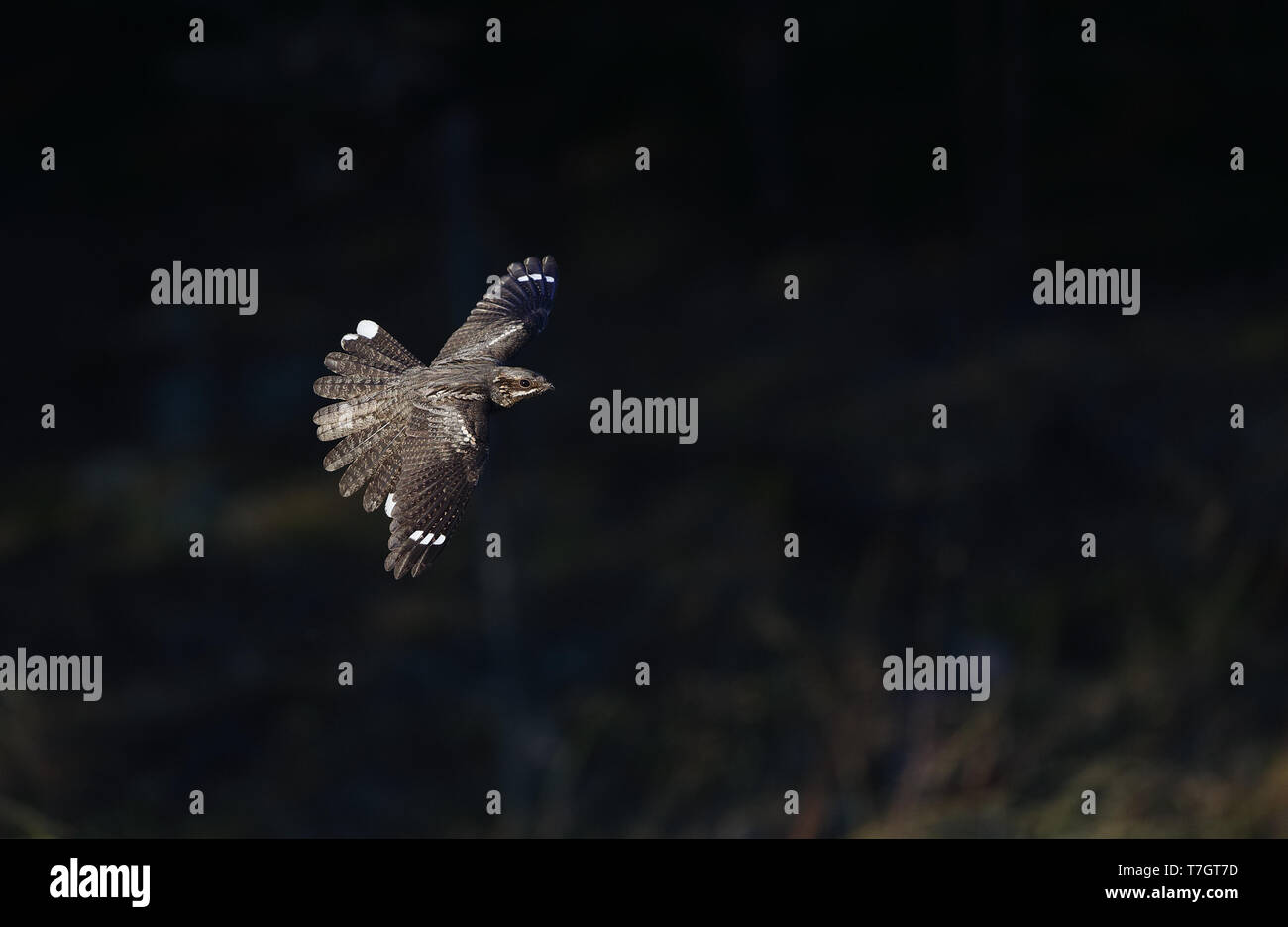 Nightjar Flying High Resolution Stock Photography and Images - Alamy
