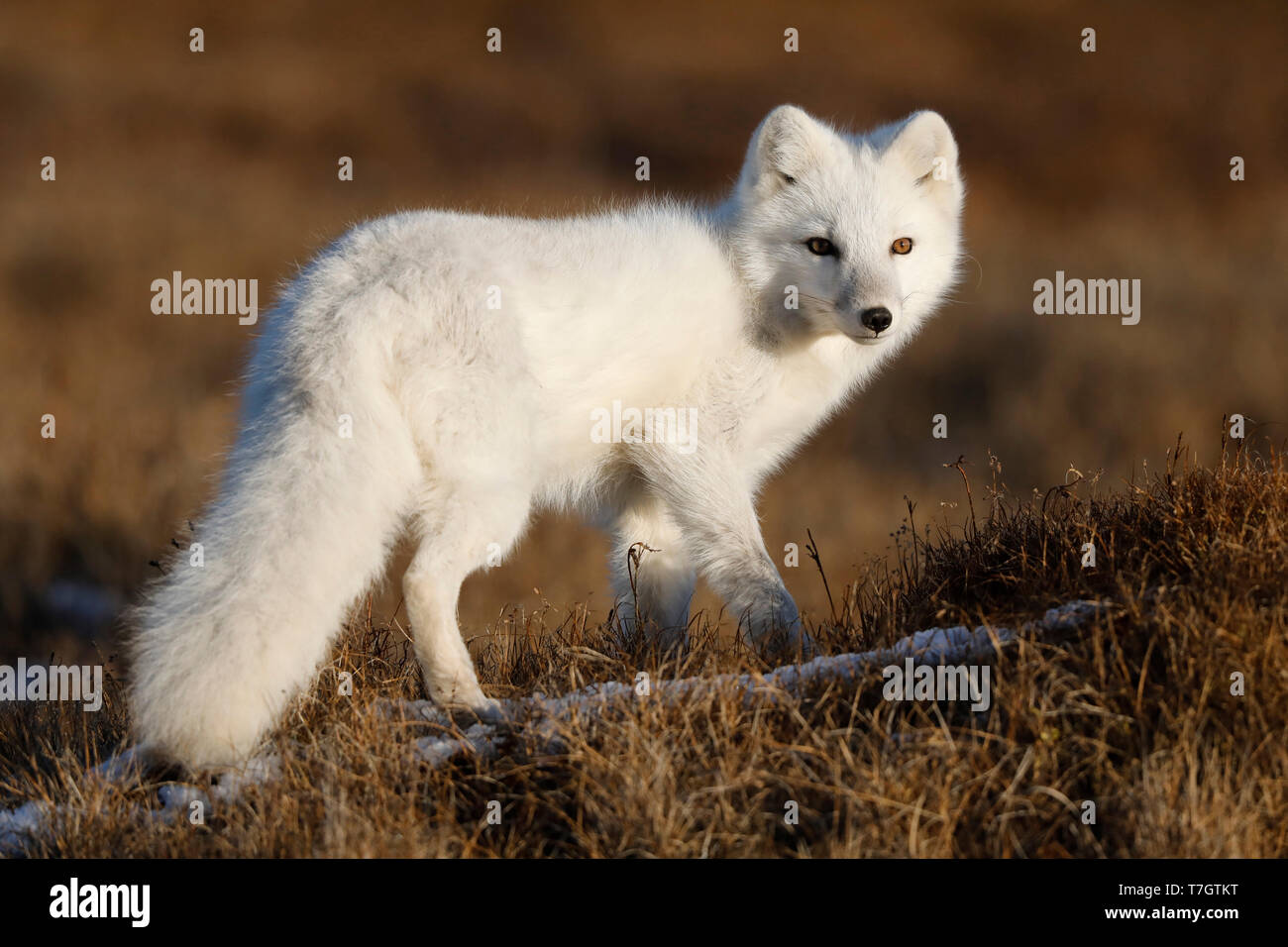 White Morph Arctic fox (Vulpes lagopus) in Barrow, arctic Alaska, USA ...