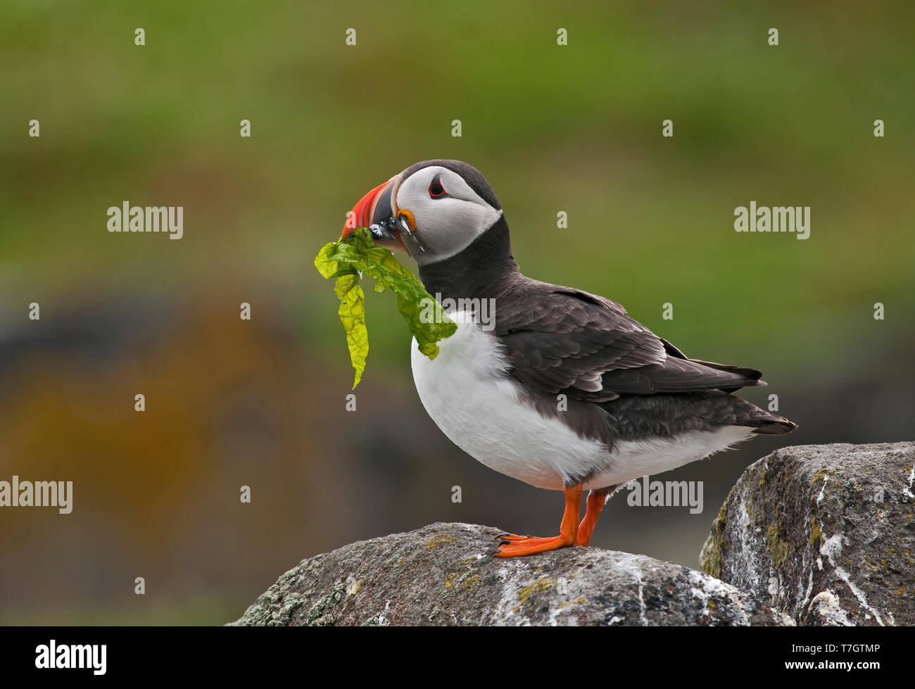 Puffin carrying fish hi-res stock photography and images - Alamy