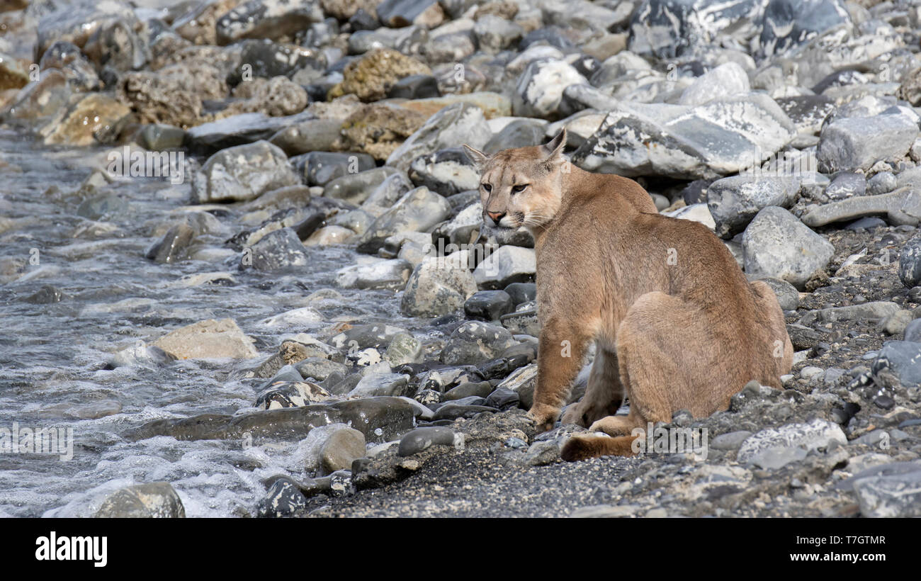 Wild Cougar (Puma concolor concolor) in Torres del Paine national park ...