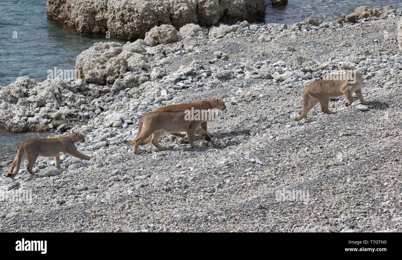 Family of wild Cougars (Puma concolor concolor) in Torres del Paine ...