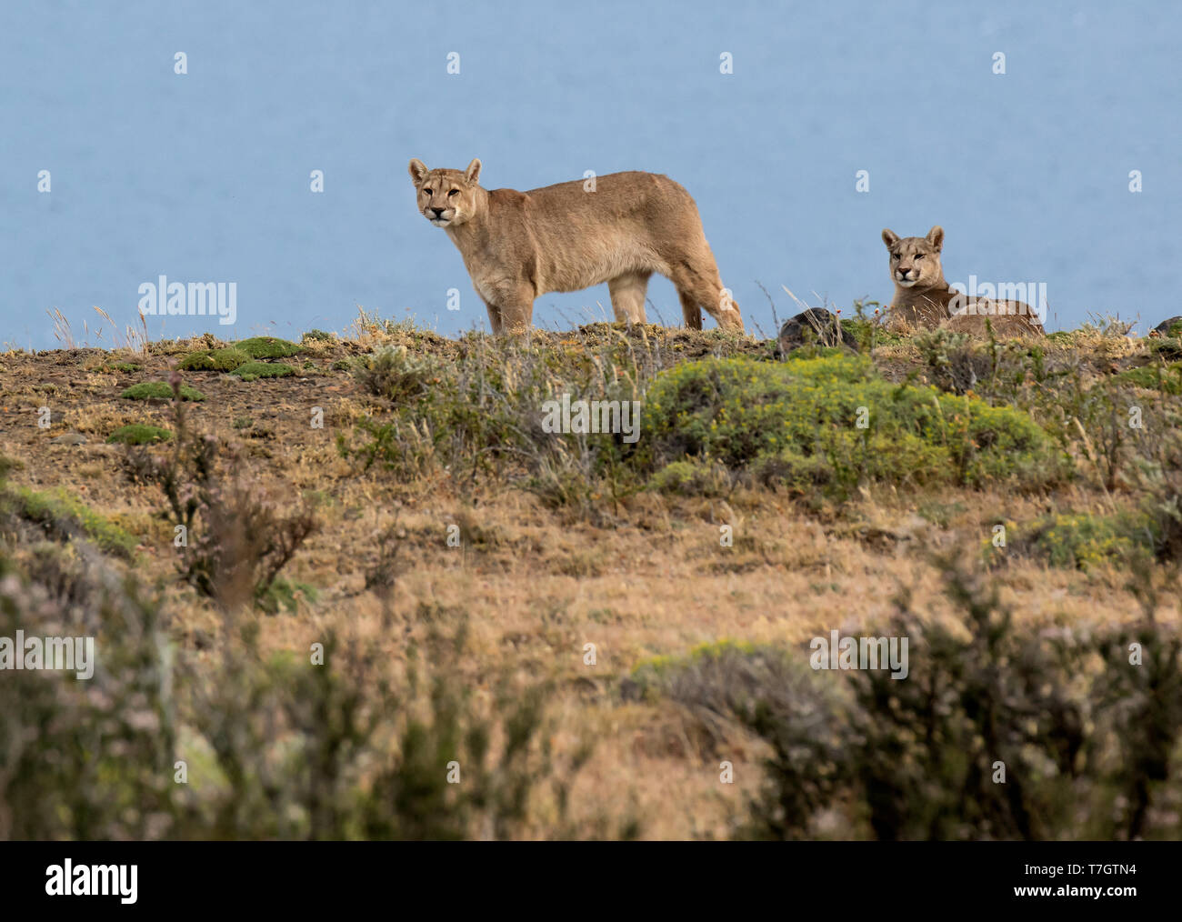 Two wild Cougars (Puma concolor concolor) in Torres del Paine national ...