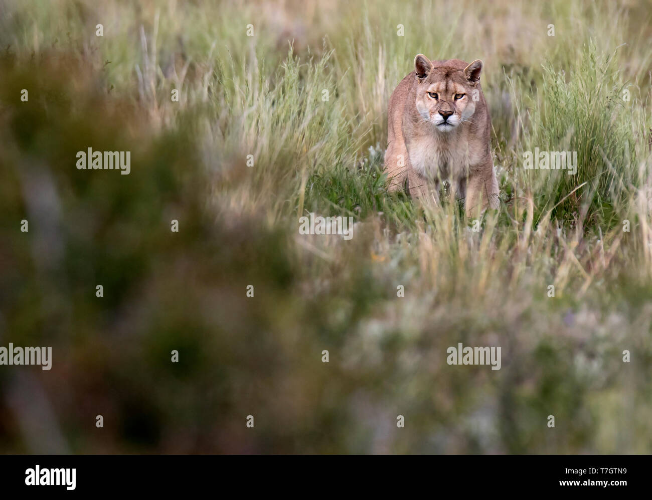 Wild Cougar (Puma concolor concolor) in Torres del Paine national park ...