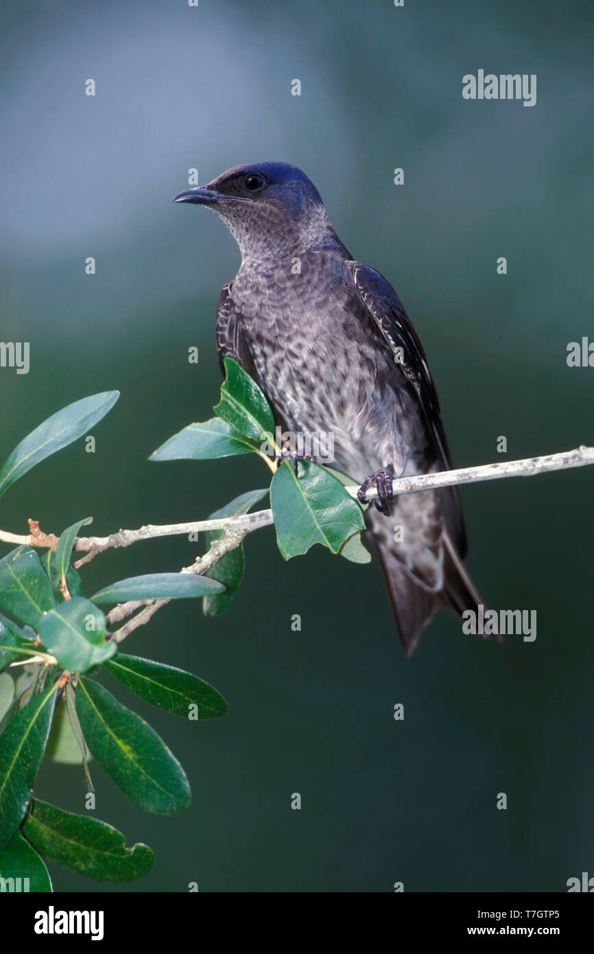 Female purple martin hi-res stock photography and images - Alamy