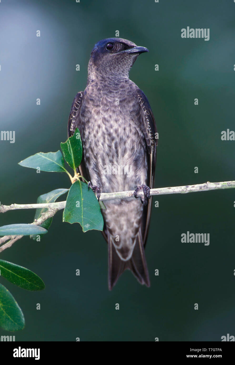 Female purple martin hi-res stock photography and images - Alamy
