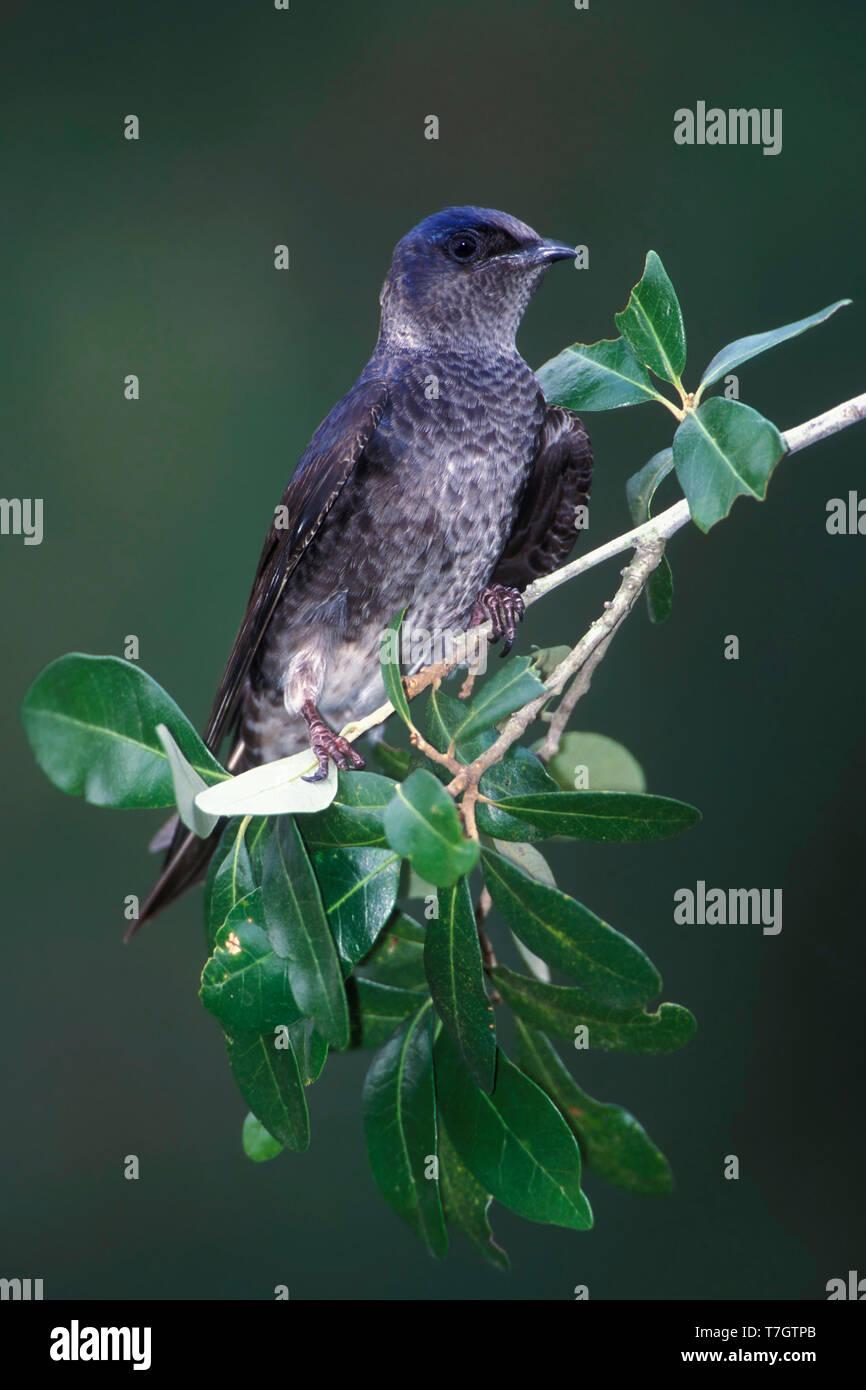 Female purple martin hi-res stock photography and images - Alamy