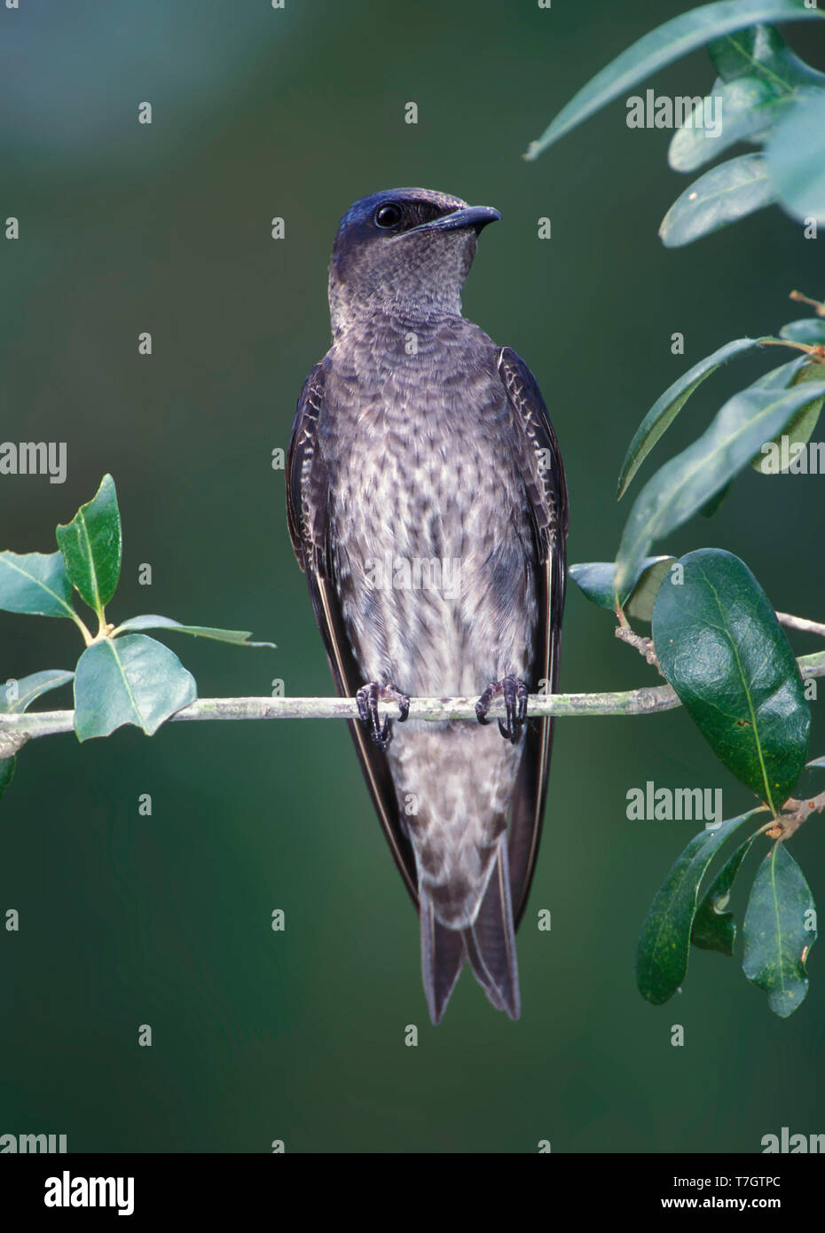 Female purple martin hi-res stock photography and images - Alamy