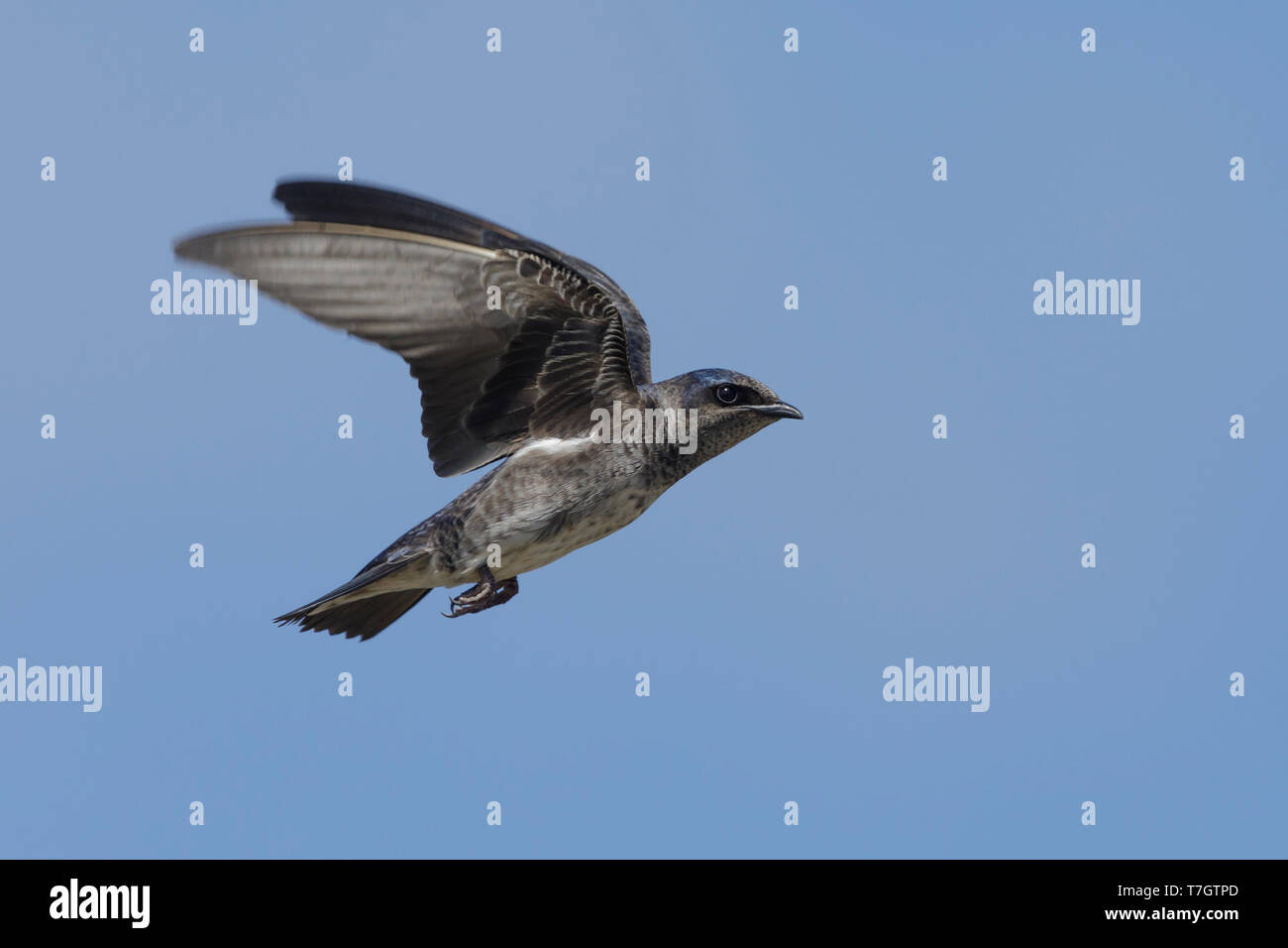 Purple martin progne subis female hi-res stock photography and images ...