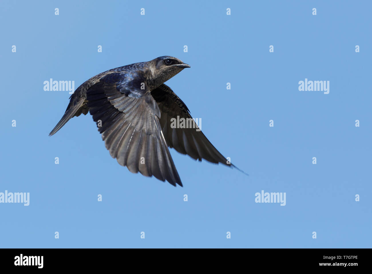 Female purple martin hi-res stock photography and images - Alamy