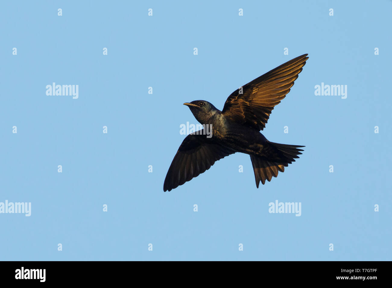 Adult male Purple Martin (Progne subis) in flight at Brazoria County ...