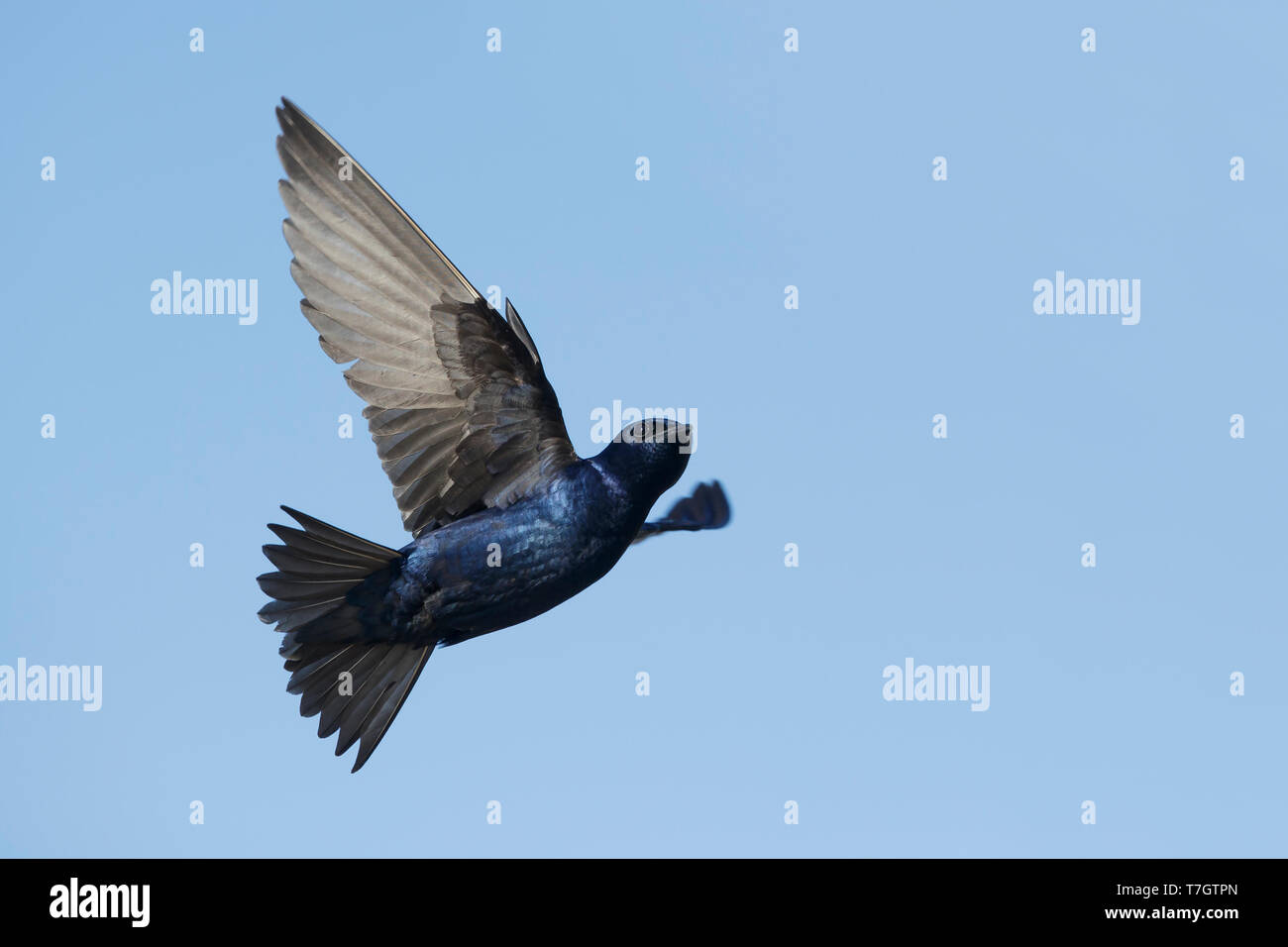 Adult male Purple Martin (Progne subis) in flight at Brazoria County ...