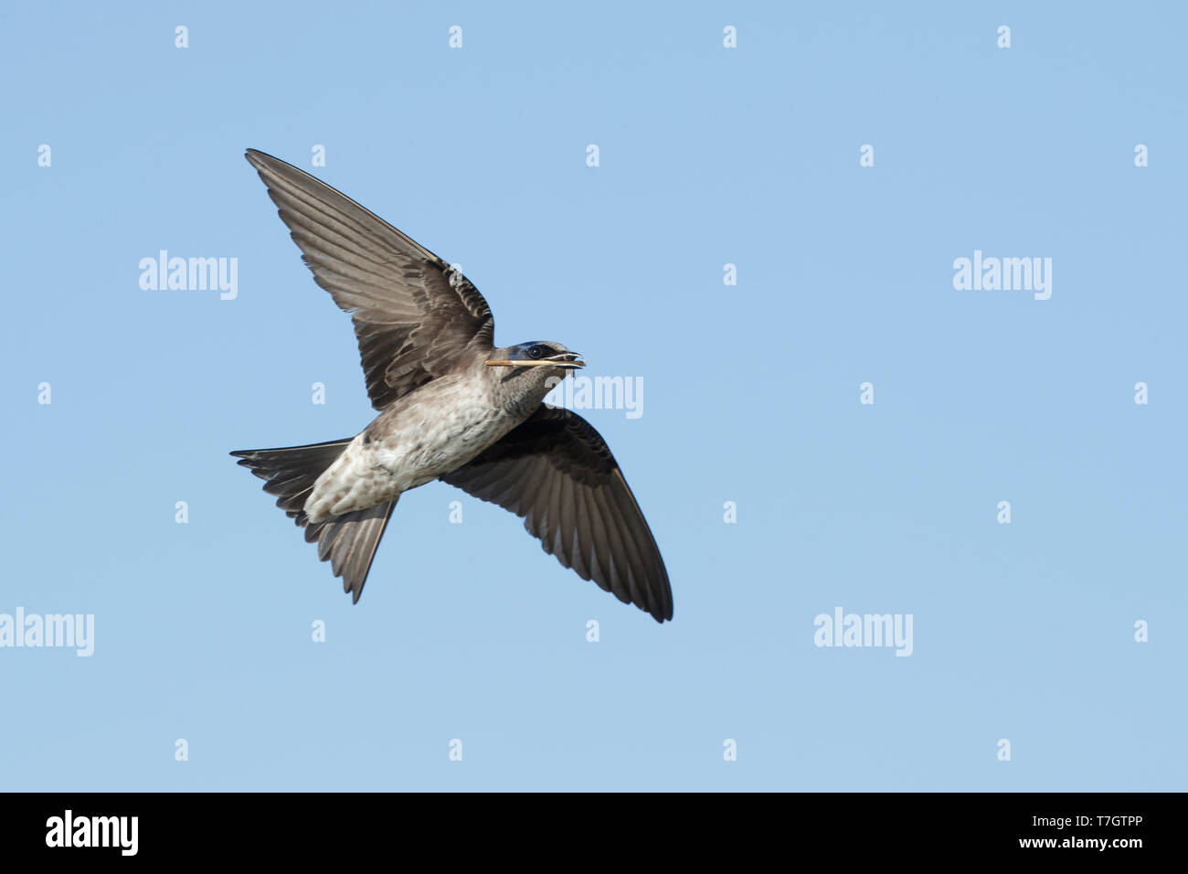 Adult female Purple Martin (Progne subis) in flight at Brazoria County ...