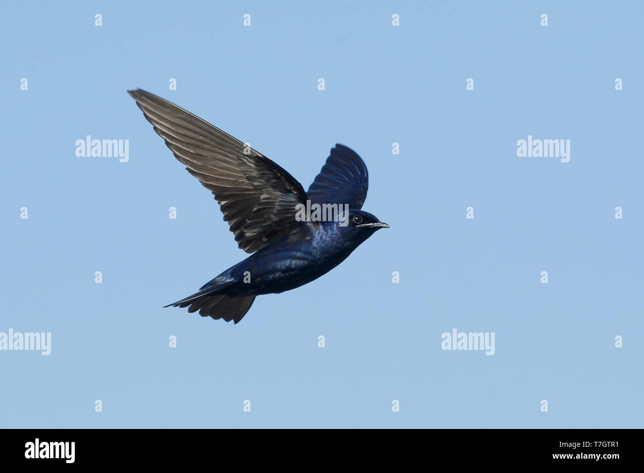 Adult male Purple Martin (Progne subis) in flight at Brazoria County ...