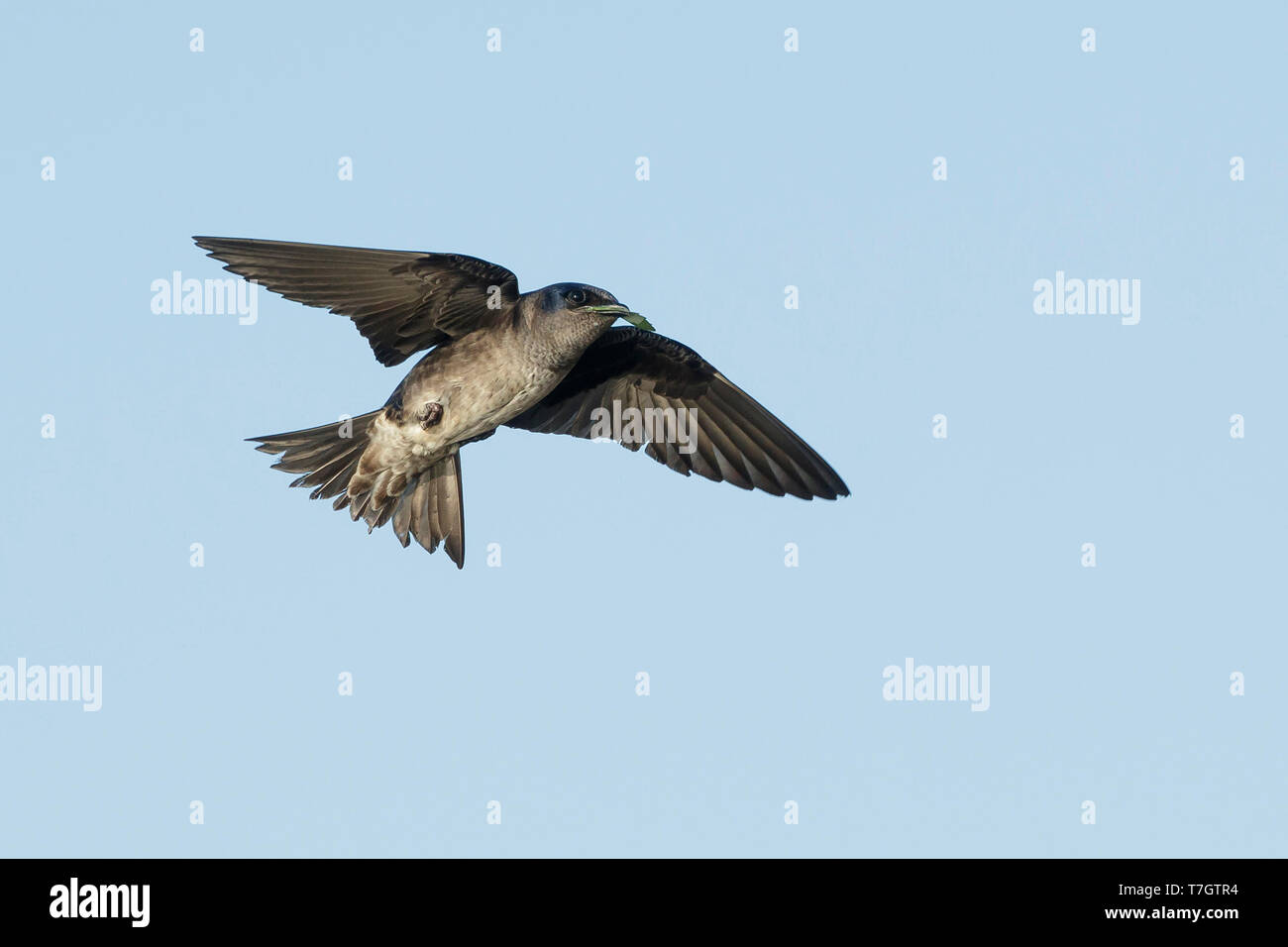 Purple martin progne subis female hi-res stock photography and images ...