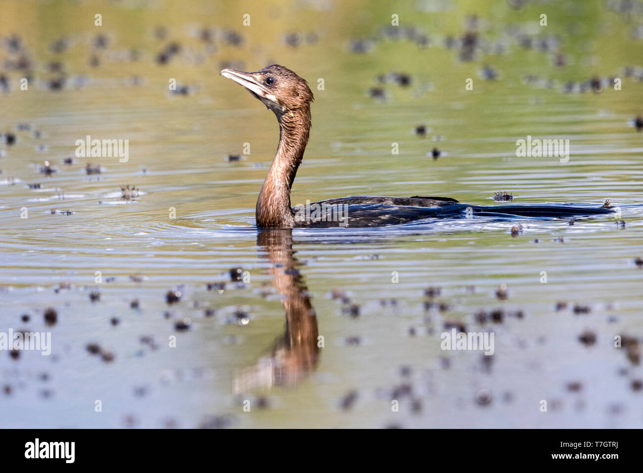 Marangone minore hi-res stock photography and images - Alamy
