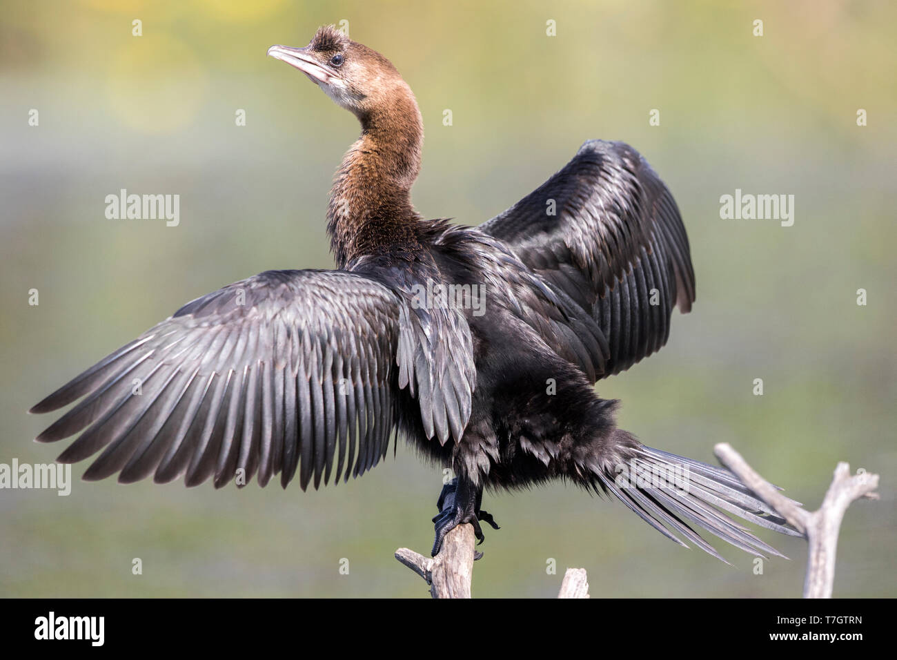 Pygmy Cormorant; Microcarbo pygmaeus Stock Photo - Alamy