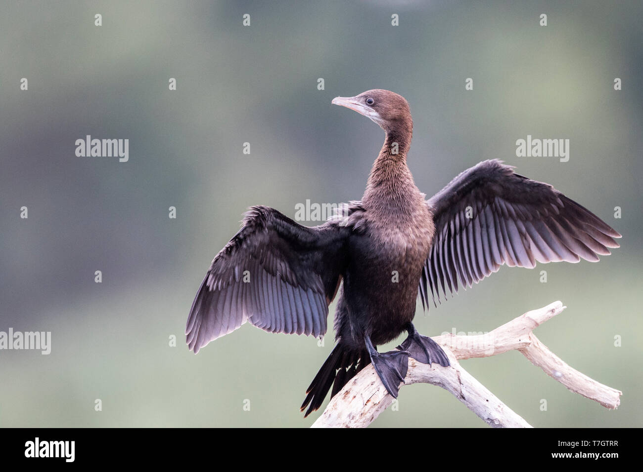 Pygmy Cormorant; Microcarbo pygmaeus Stock Photo - Alamy