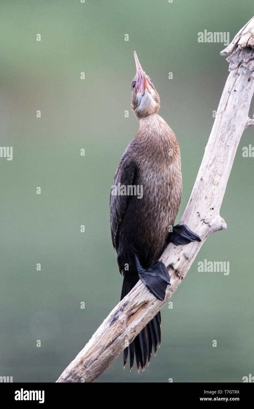 Microcarbo pigmeo hi-res stock photography and images - Alamy