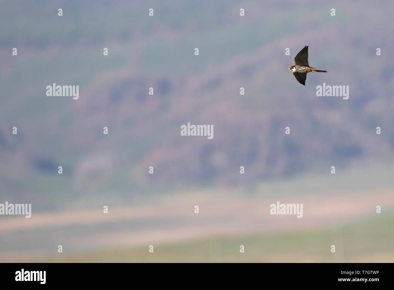 European falcon falco subbuteo hi-res stock photography and images - Alamy