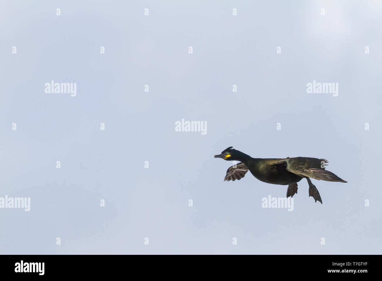 European shag in flight hi-res stock photography and images - Alamy